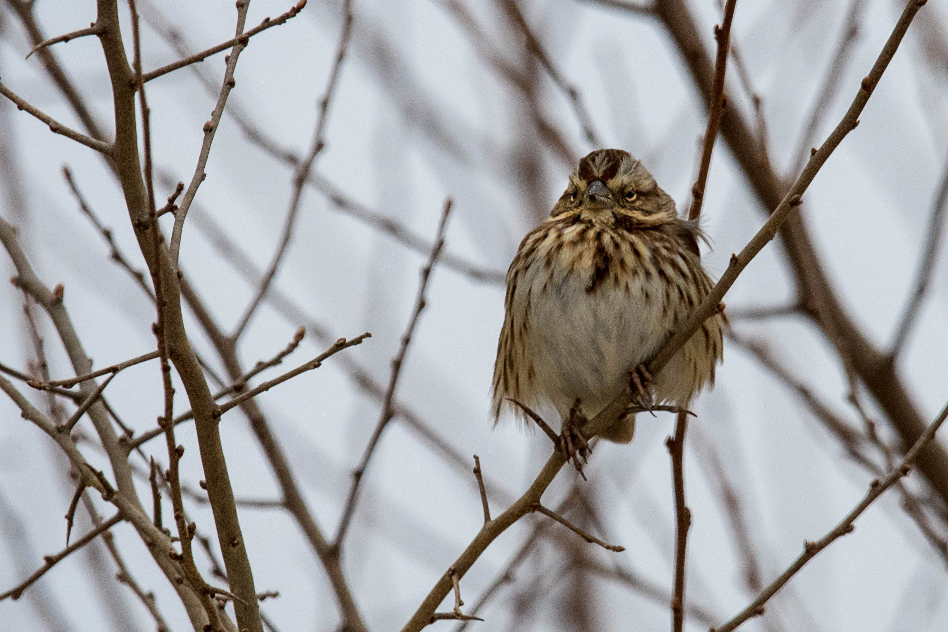 Angry Sparrow | Shutterbug